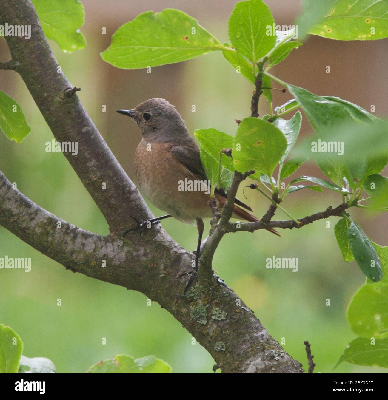 COMMON REDSTART Phoenicurus Phoenicurus Stock Photo - Alamy