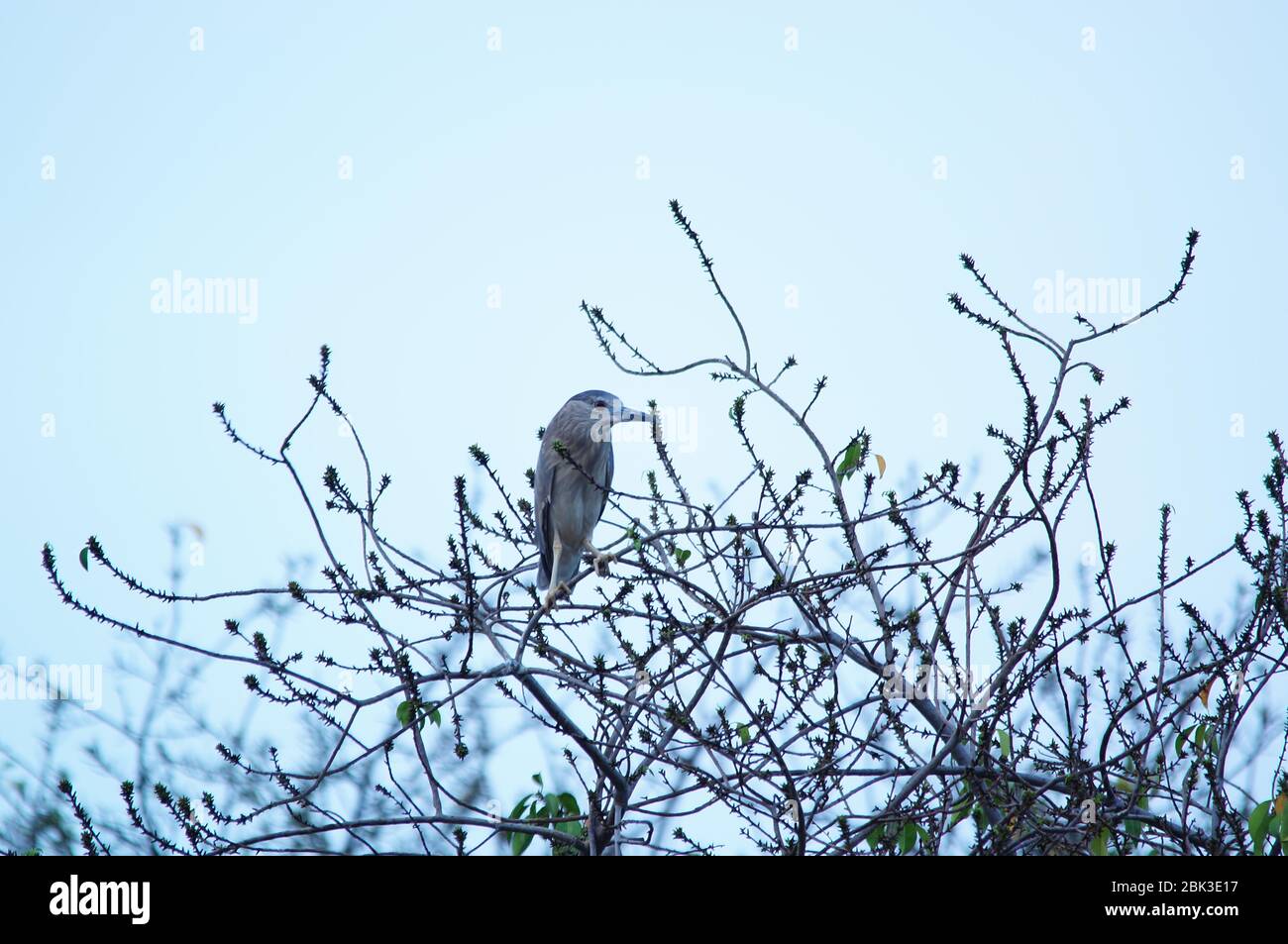 Nycticorax is a genus of night herons. The name Nycticorax means "night ...