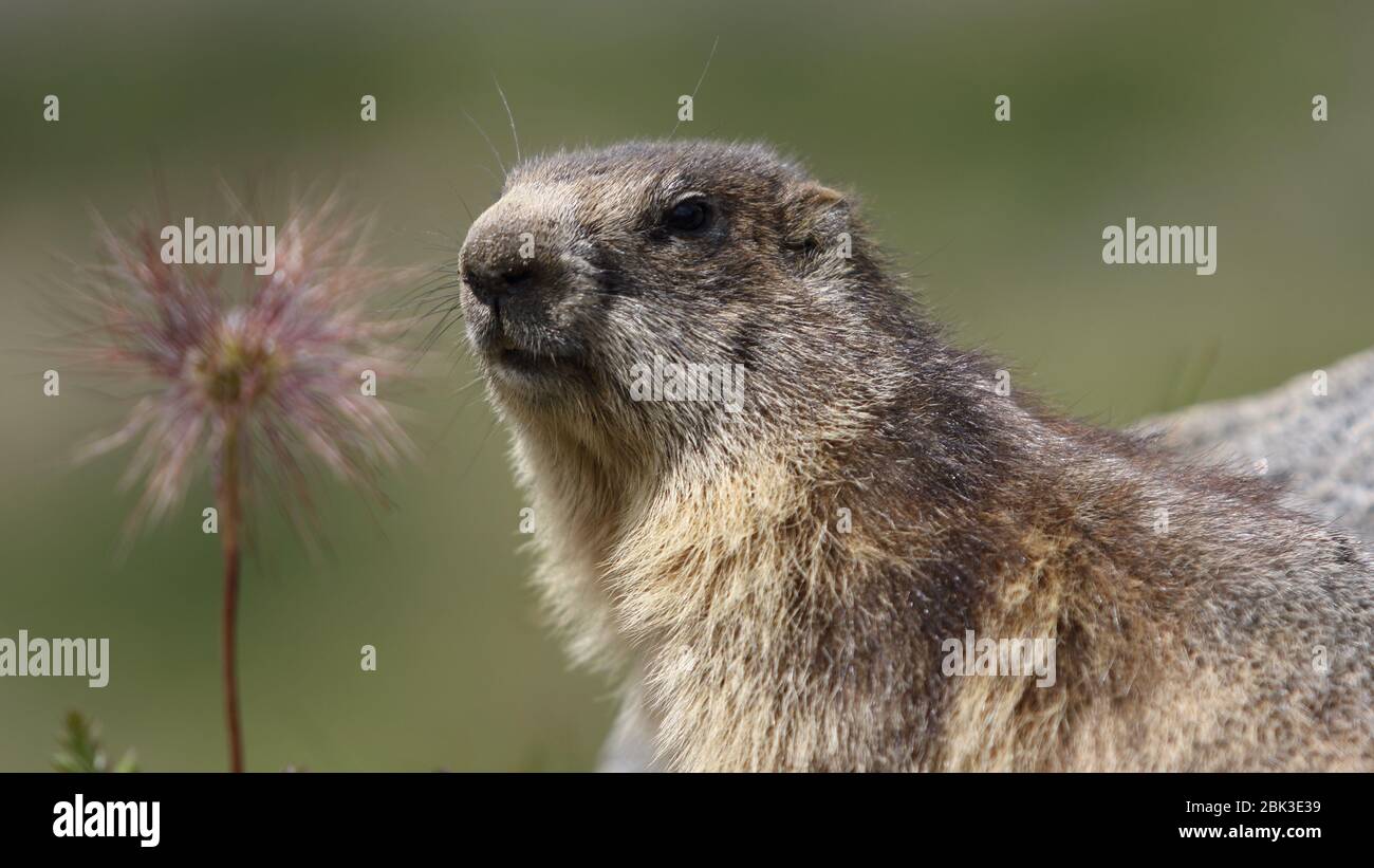 Marmotta marmotta hi-res stock photography and images - Alamy
