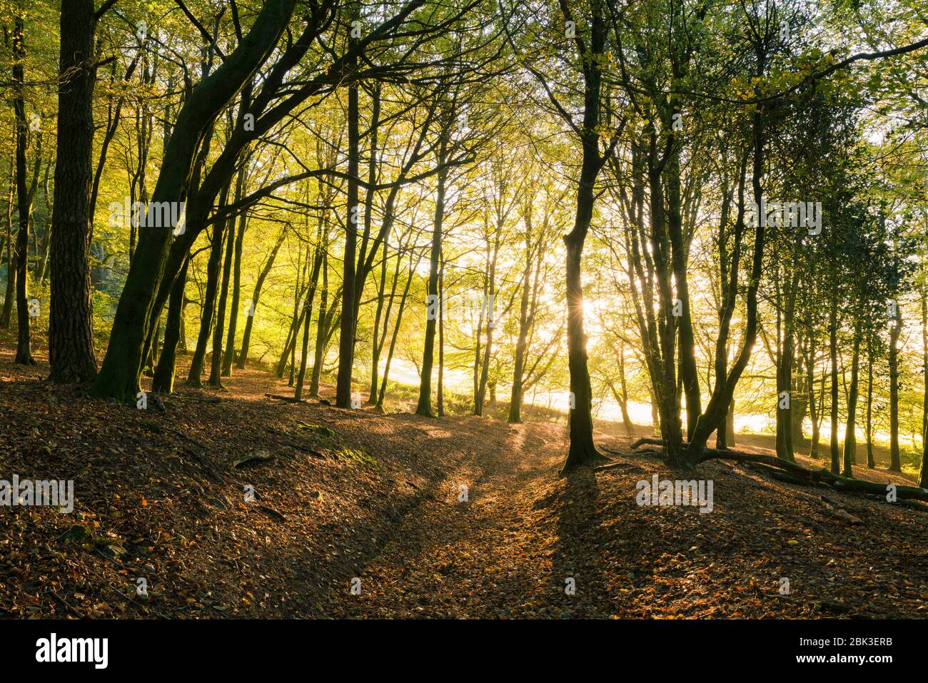 Autumn sunrise in Beacon Hill Wood in the Mendip Hills, Somerset ...