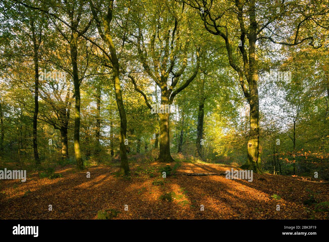 Beach Trees in autumn in Beacon Hill Wood in the Mendip Hills, Somerset ...