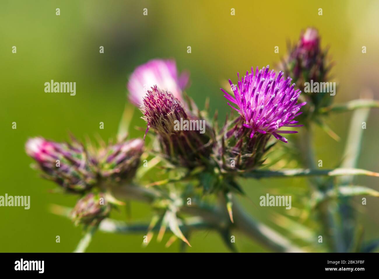 Spring thistle flowers, nature green background Stock Photo - Alamy