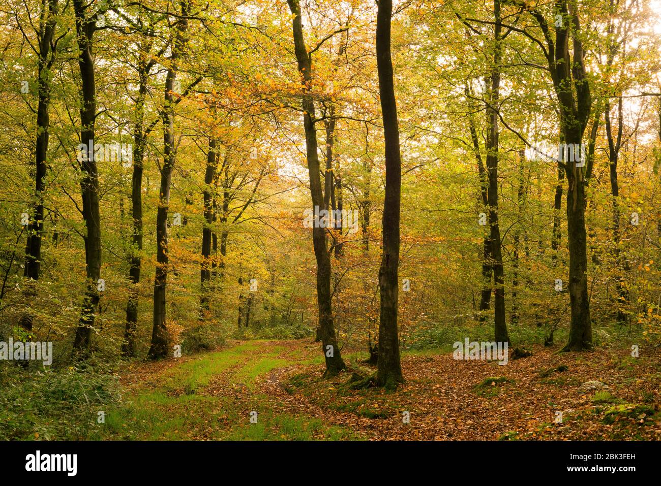 Autumn in Beacon Hill Wood in the Mendip Hills, Somerset, England Stock ...