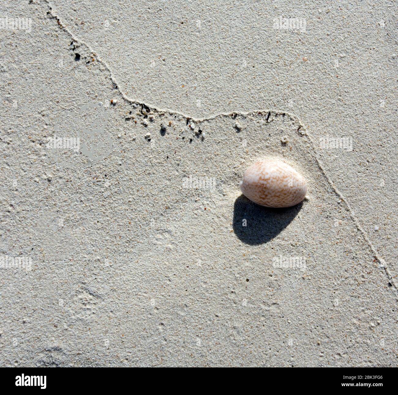A background of coral sand with shell, New Caledonia Stock Photo - Alamy