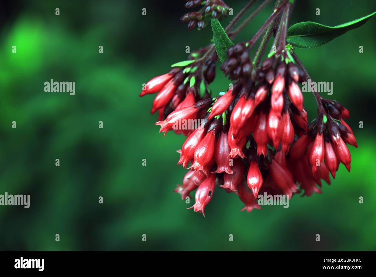 Flowering Red Cestrum Fasciculatum nightshade jessamine red cestrum ...