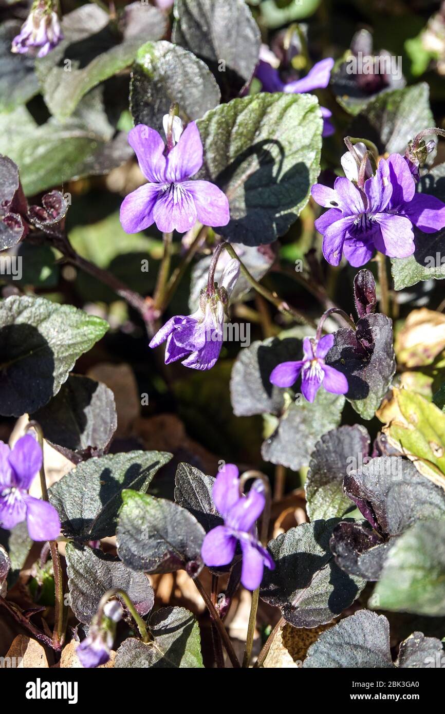 Viola labradorica flowers in full bloom hi-res stock photography and ...