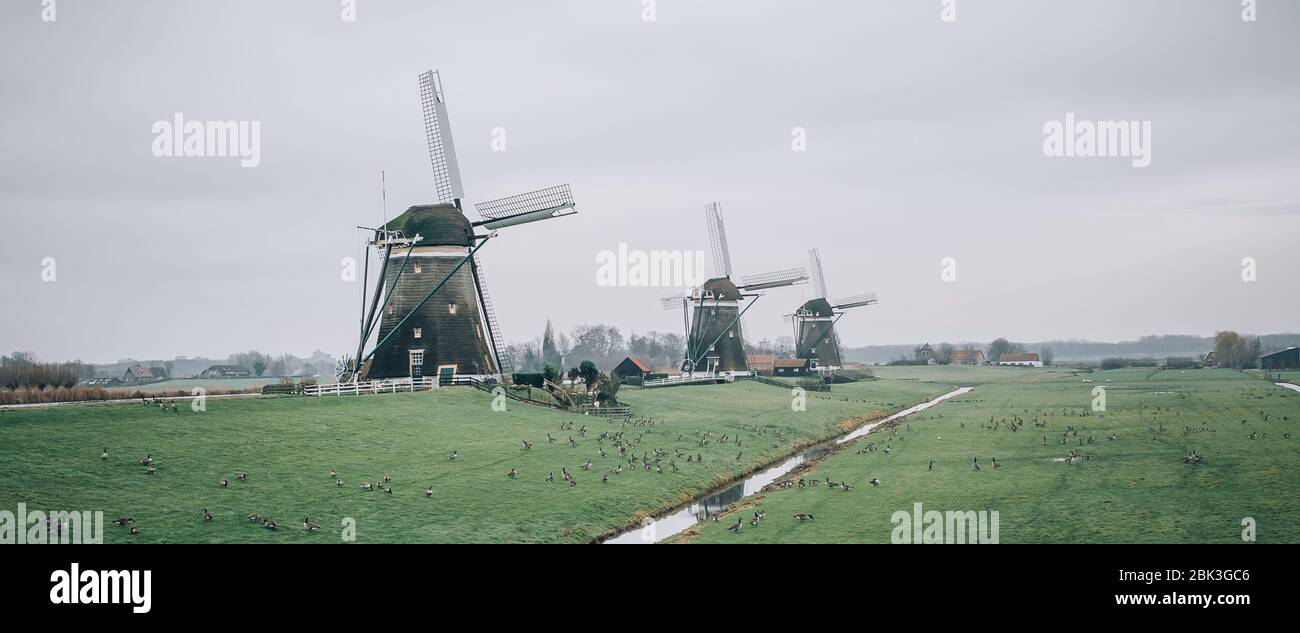 Three traditional ecological hollands windmills in authentic ...