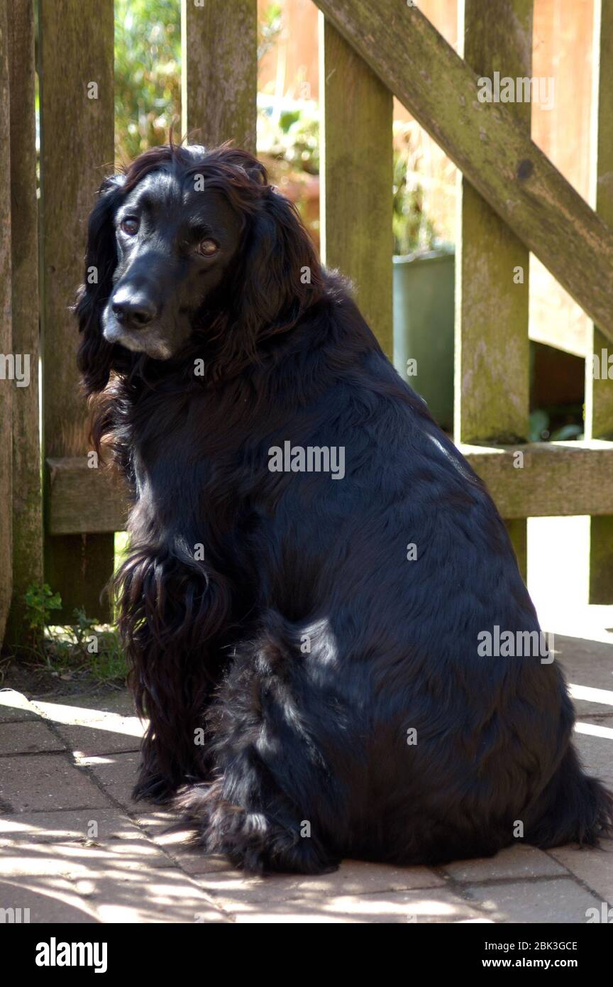 Black Cocker Spaniel Waiting for Gate to be opened Stock Photo - Alamy