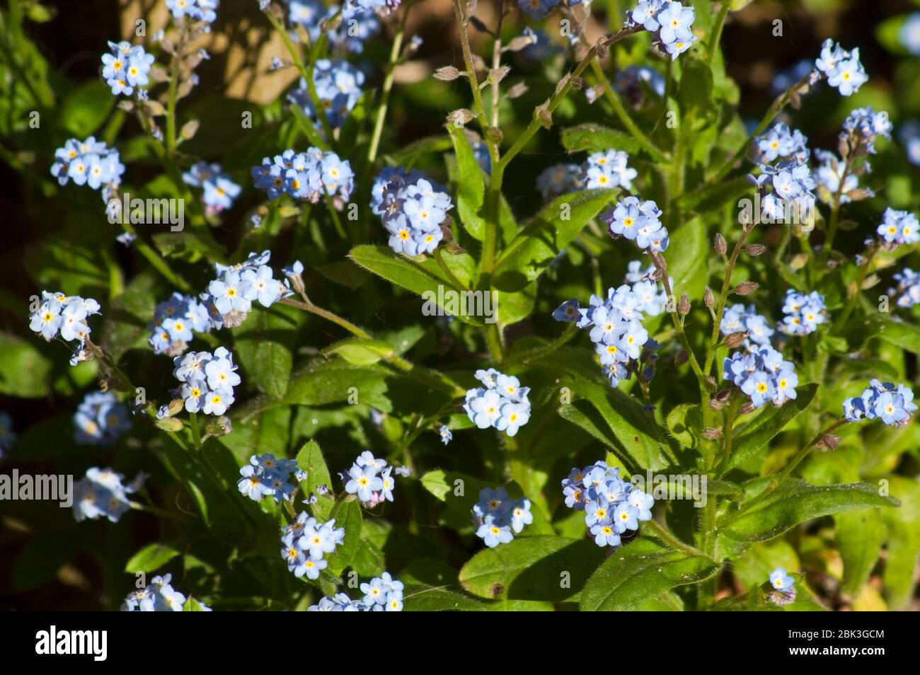 Family of knots hi-res stock photography and images - Alamy