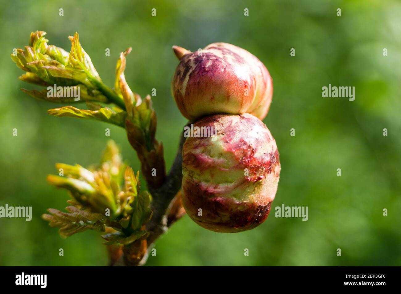 Gall wasp balls hi-res stock photography and images - Alamy