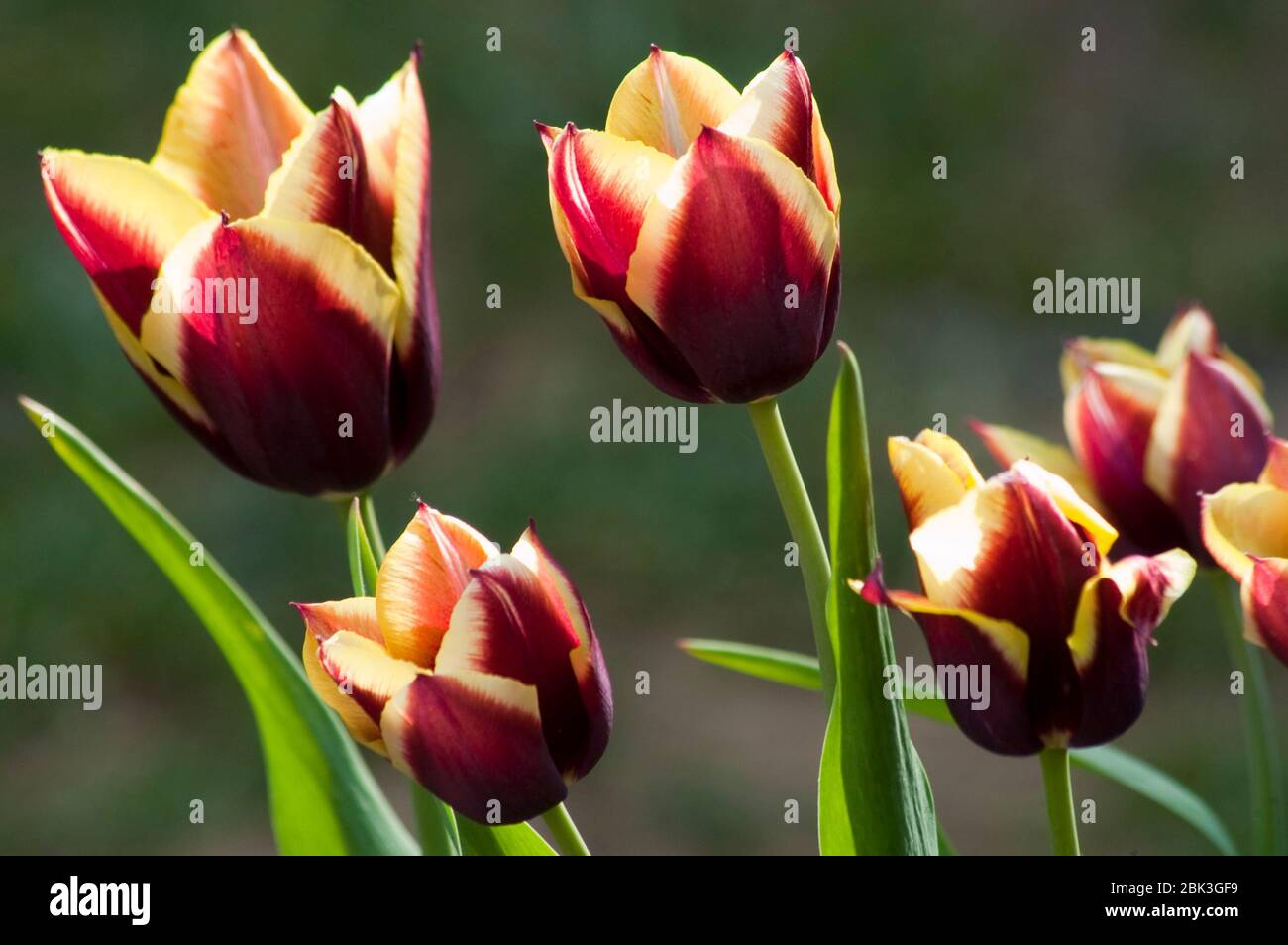 Tulips (tulipa) Bi Colour in Garden Stock Photo - Alamy