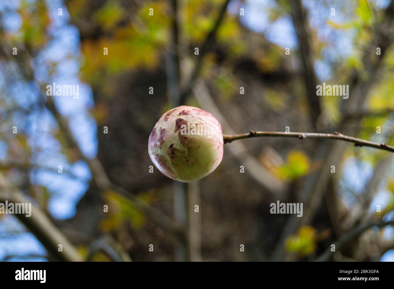 Oak tree gall black background hi-res stock photography and images - Alamy