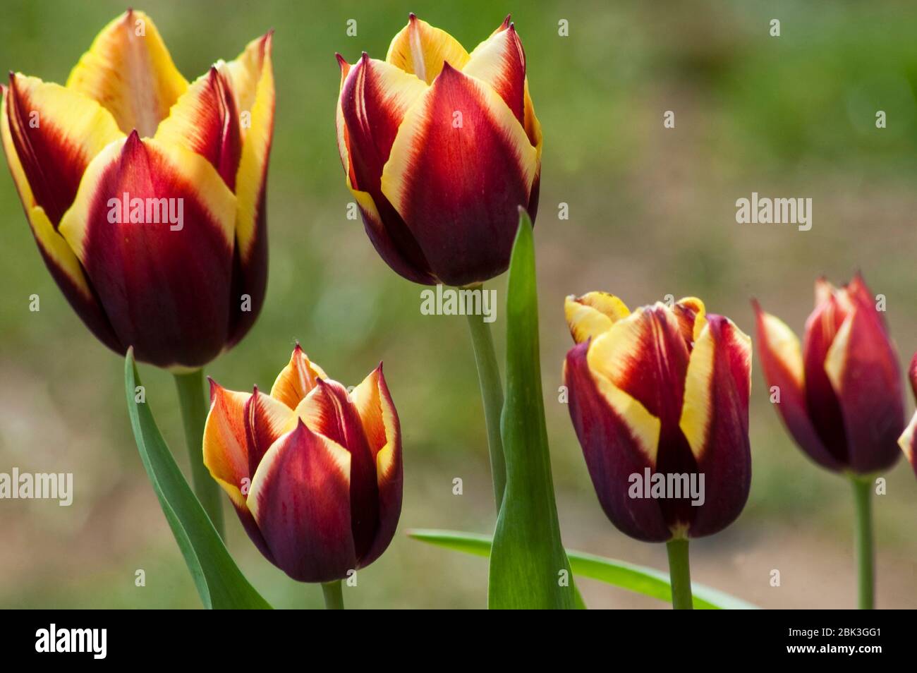 Bi colour tulips hi-res stock photography and images - Alamy