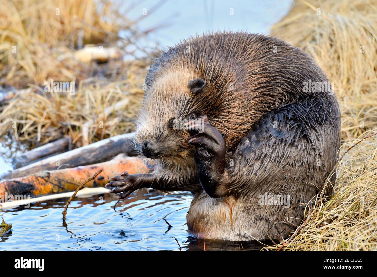 A wild adult beaver 'Castor canadensis", scratching the top of his head ...