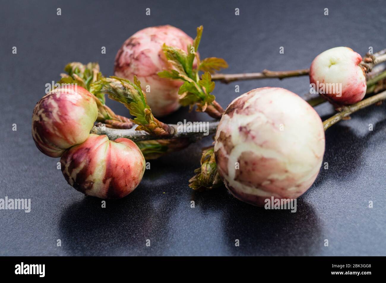 cynips quercusfolii gall balls on oak leaf Stock Photo - Alamy