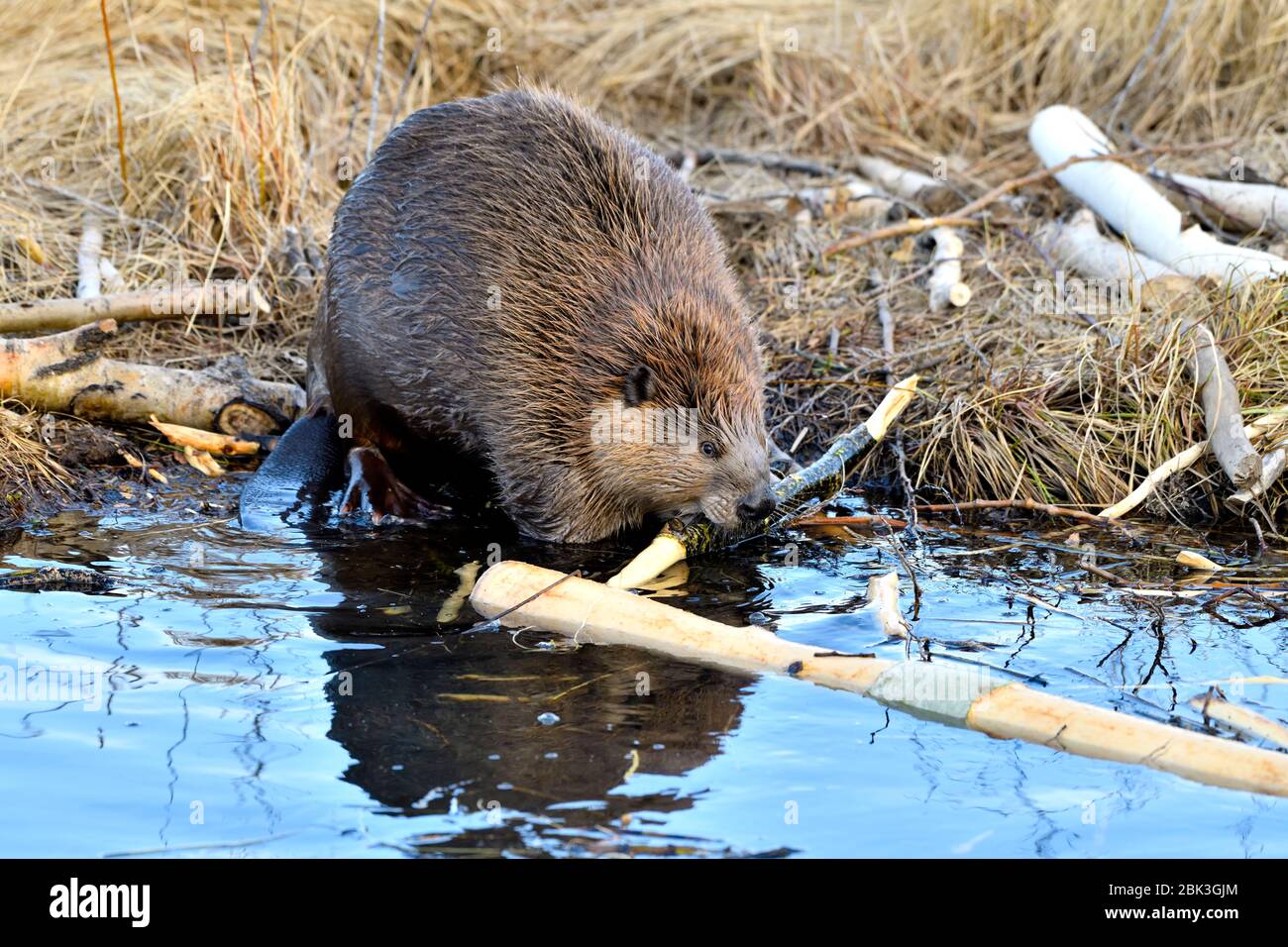 Beaver eating tree hi-res stock photography and images - Alamy