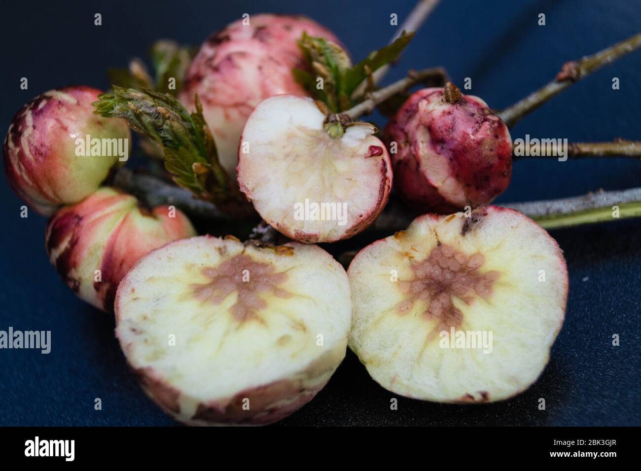 cynips quercusfolii gall balls on oak leaf Stock Photo - Alamy
