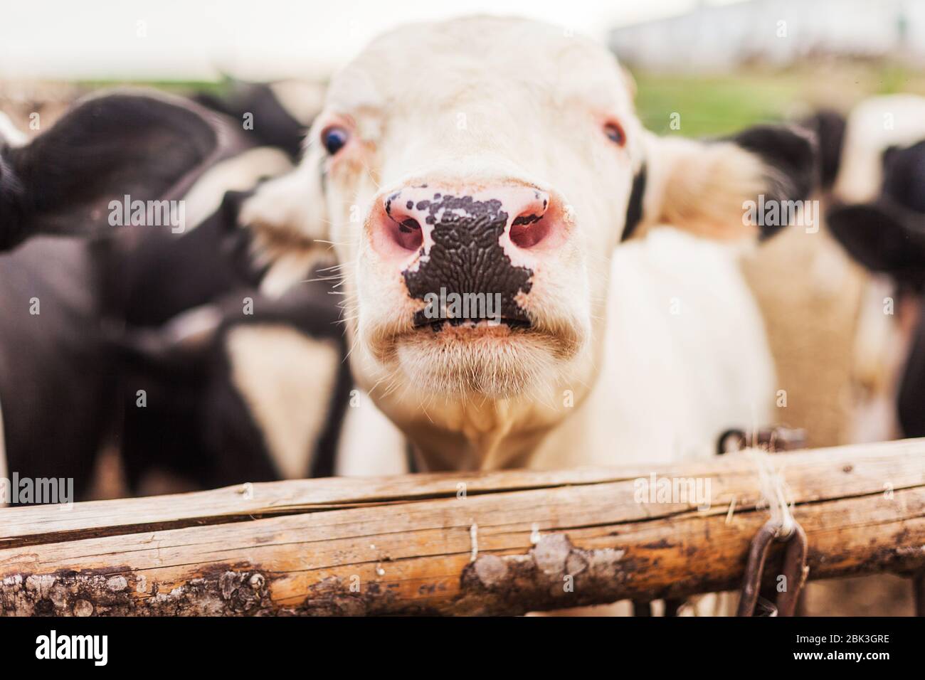 Head of a bull close-up Growing bull-calves into slaughter. A cow on ...
