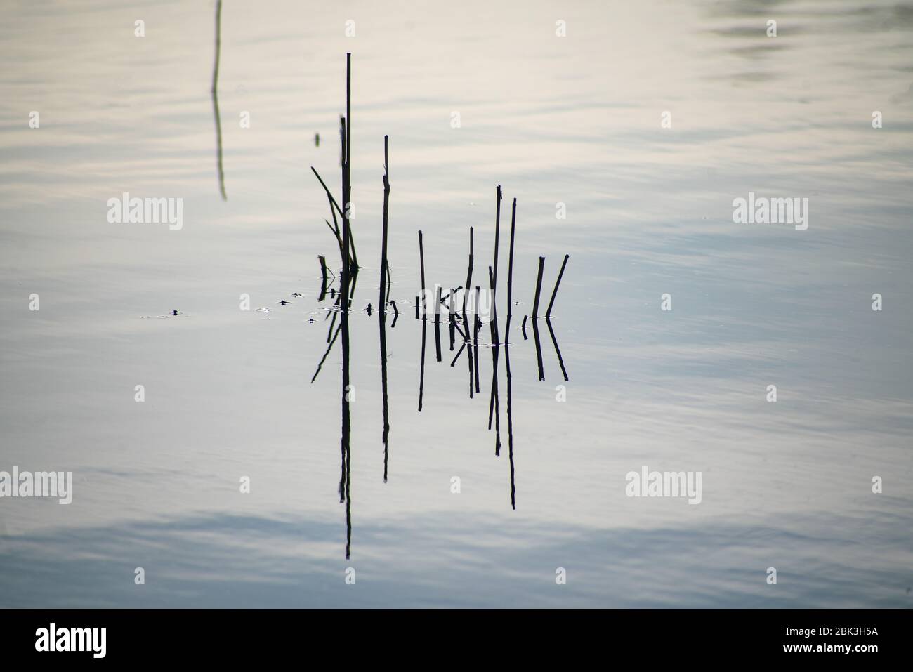 Minimalistic shot of reed stalks in a lake with reflections on the ...