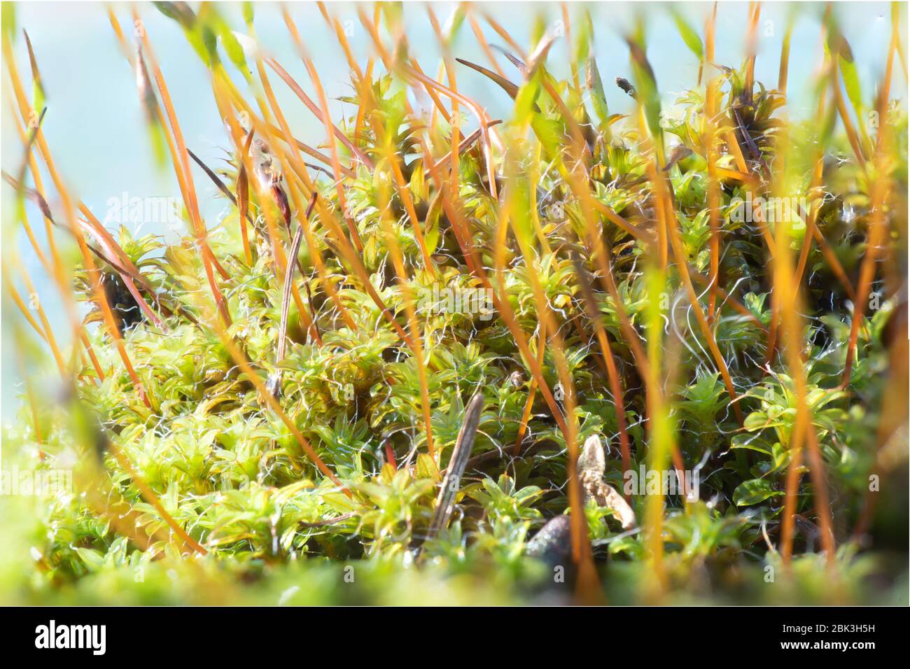 Moss plants macro dense hi-res stock photography and images - Alamy