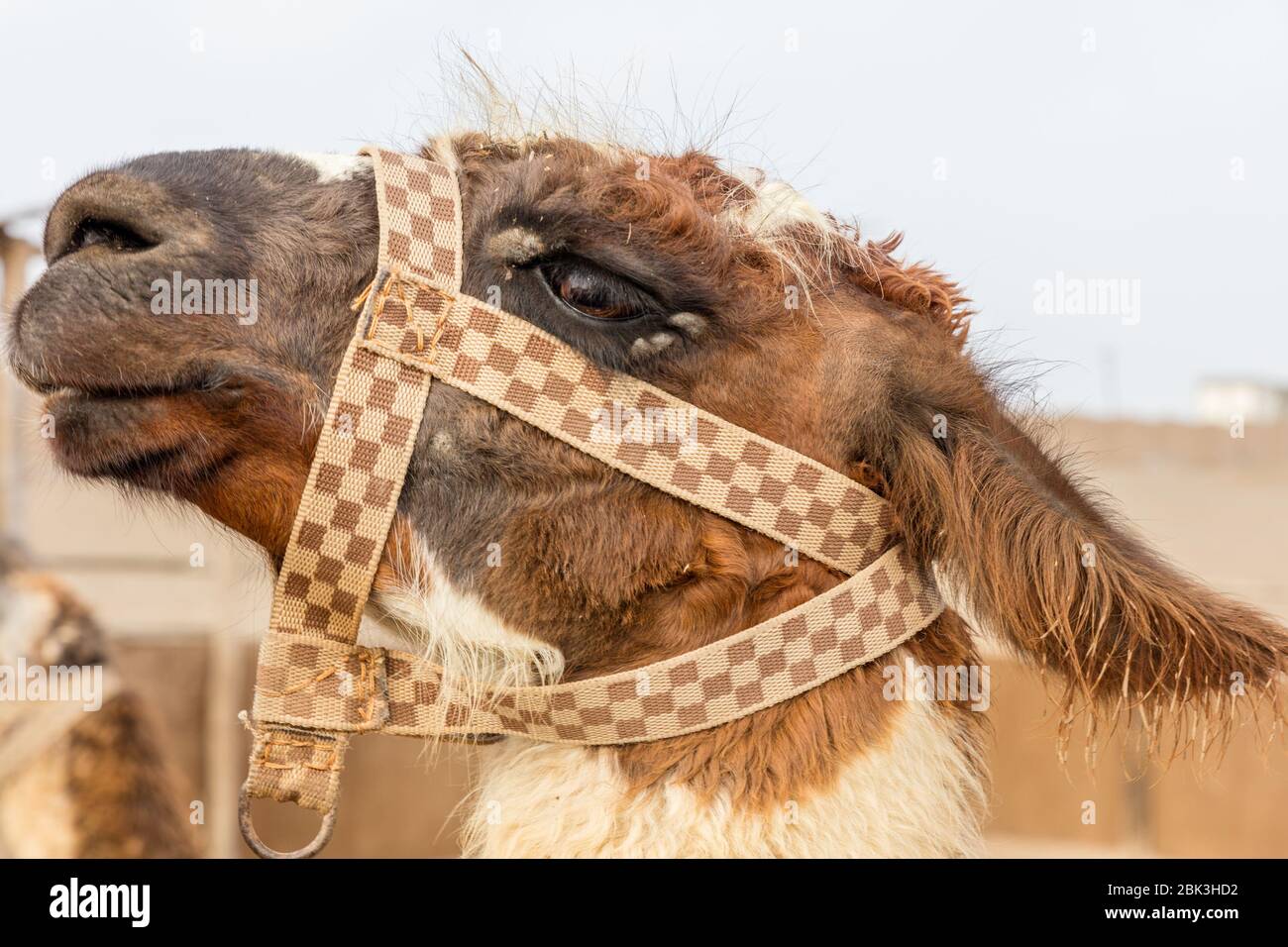 Camel Breed High Resolution Stock Photography and Images - Alamy