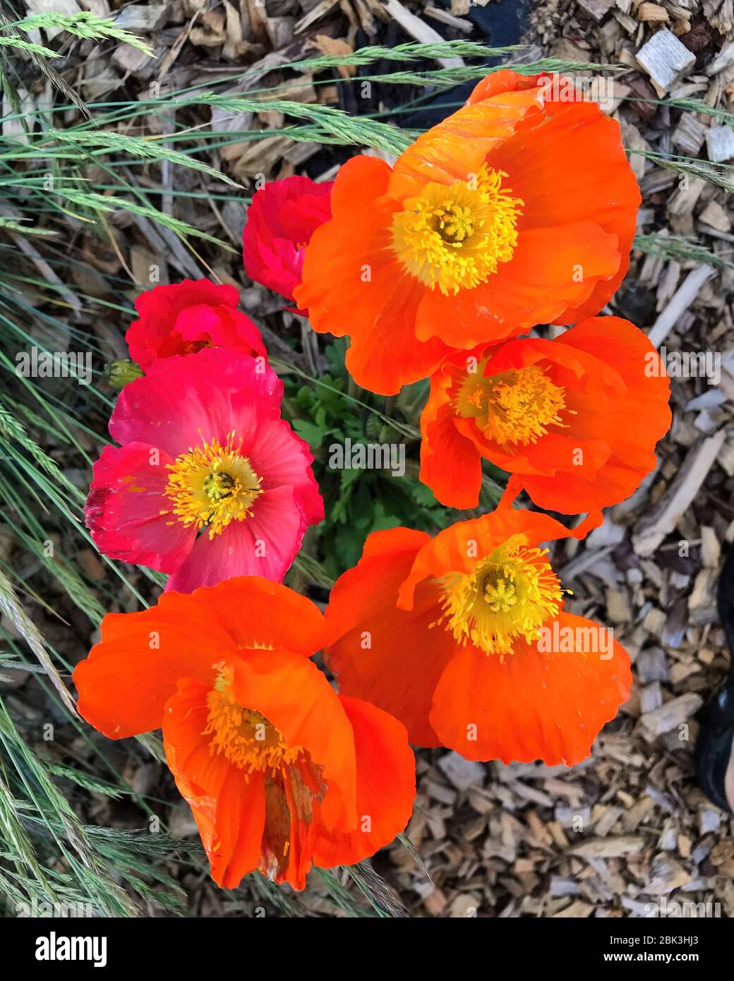 Orange anemones hi-res stock photography and images - Alamy