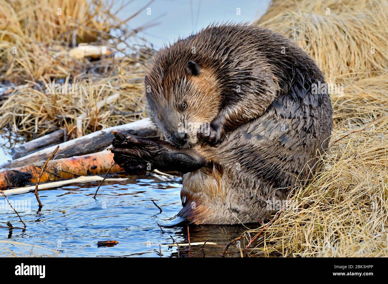 Hind foot hi-res stock photography and images - Alamy