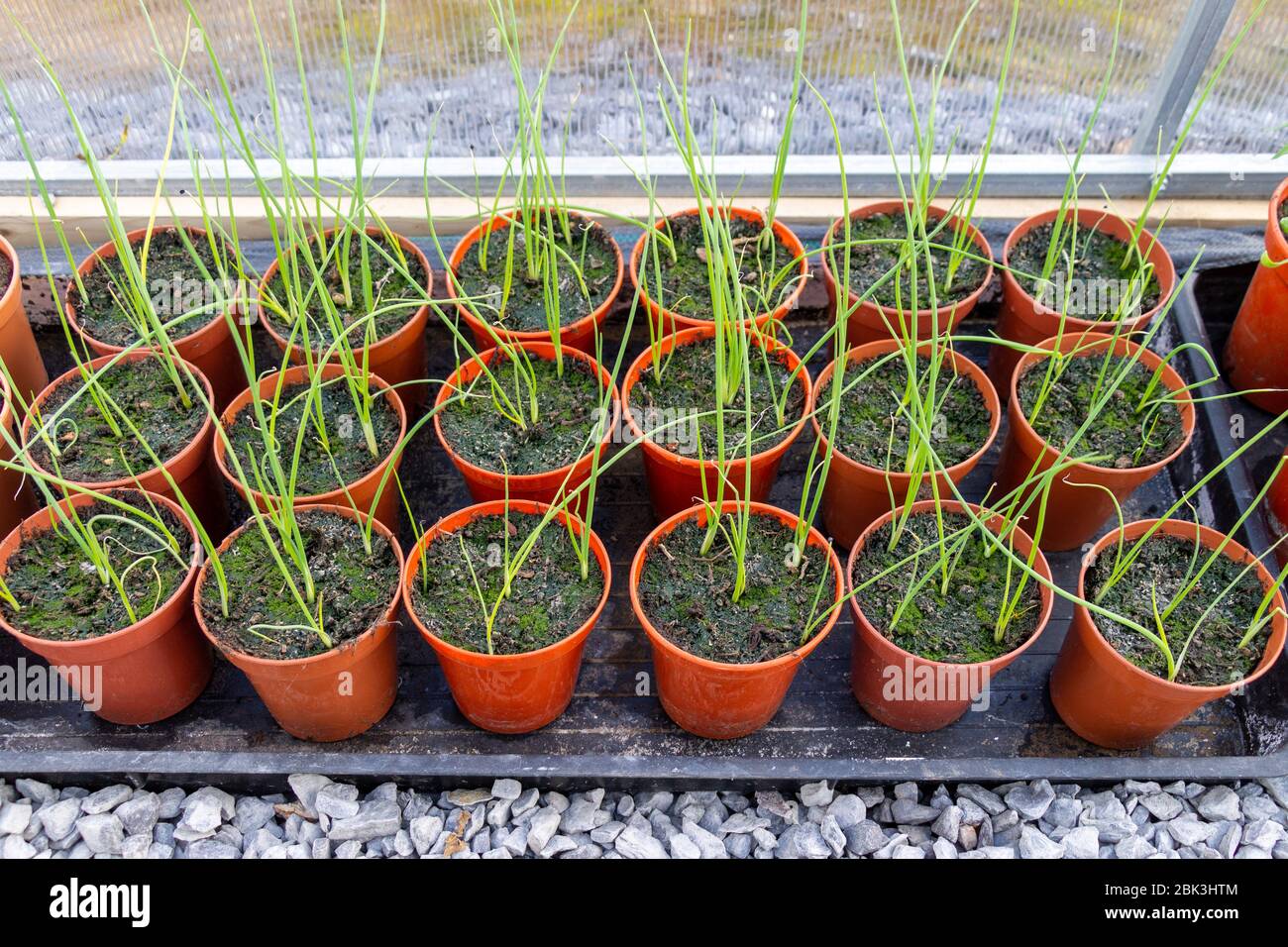 Onion seedlings growing in 4" inch pots in a greenhouse Stock Photo - Alamy