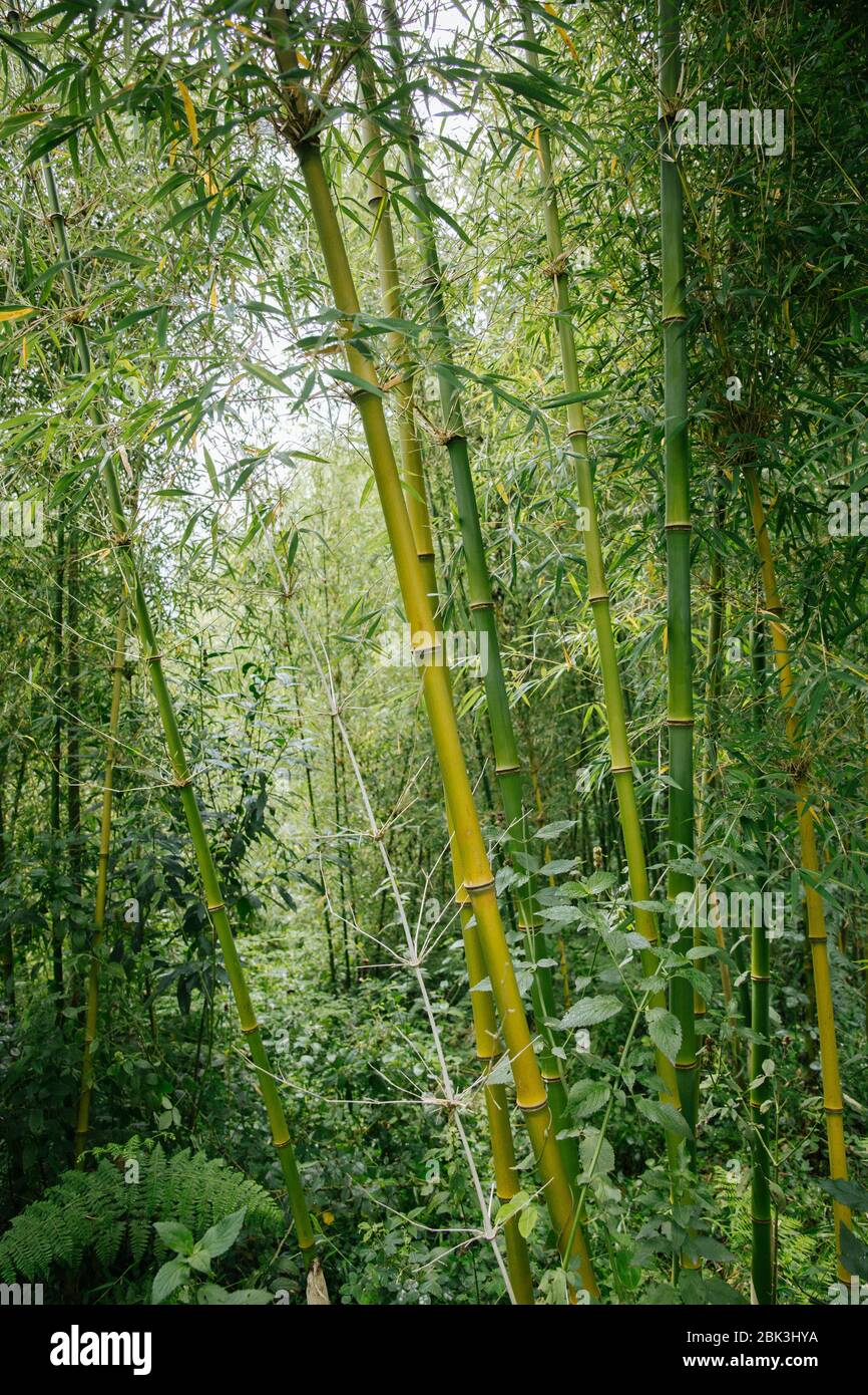 Bamboo forest in Rwanda, Africa Stock Photo - Alamy