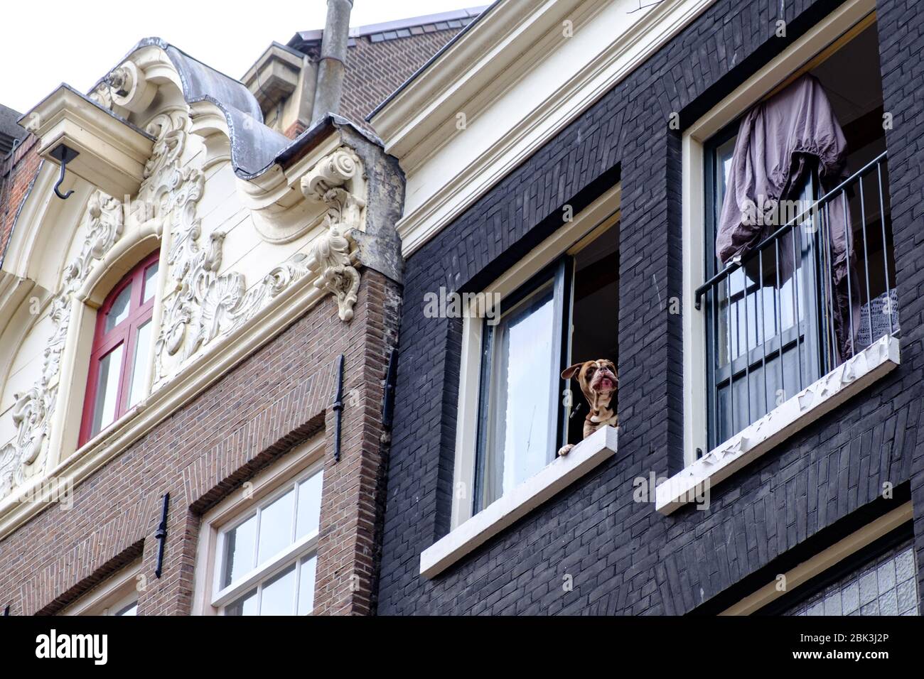 Dog peaking through the window of a building in old historic center of ...