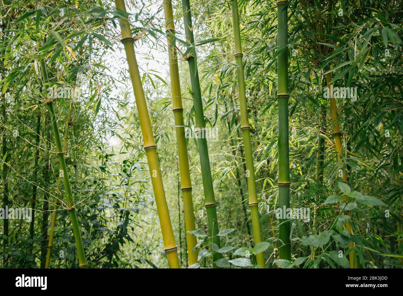 Bamboo forest in Rwanda, Africa Stock Photo - Alamy