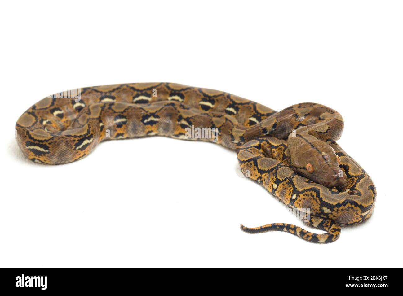 Reticulated Python (Python reticulatus) isolated on white background ...