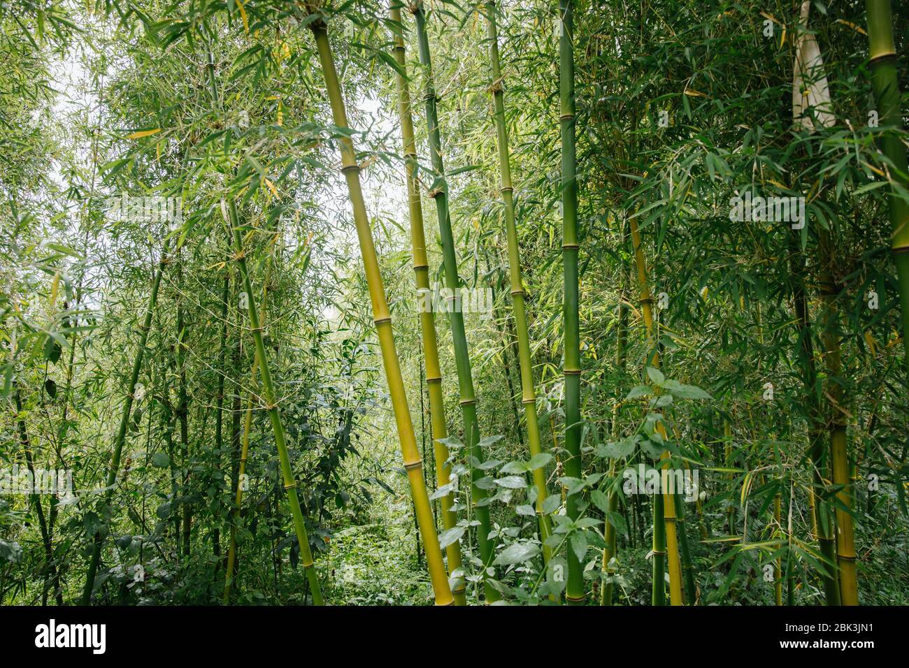 Bamboo forest in Rwanda, Africa Stock Photo - Alamy
