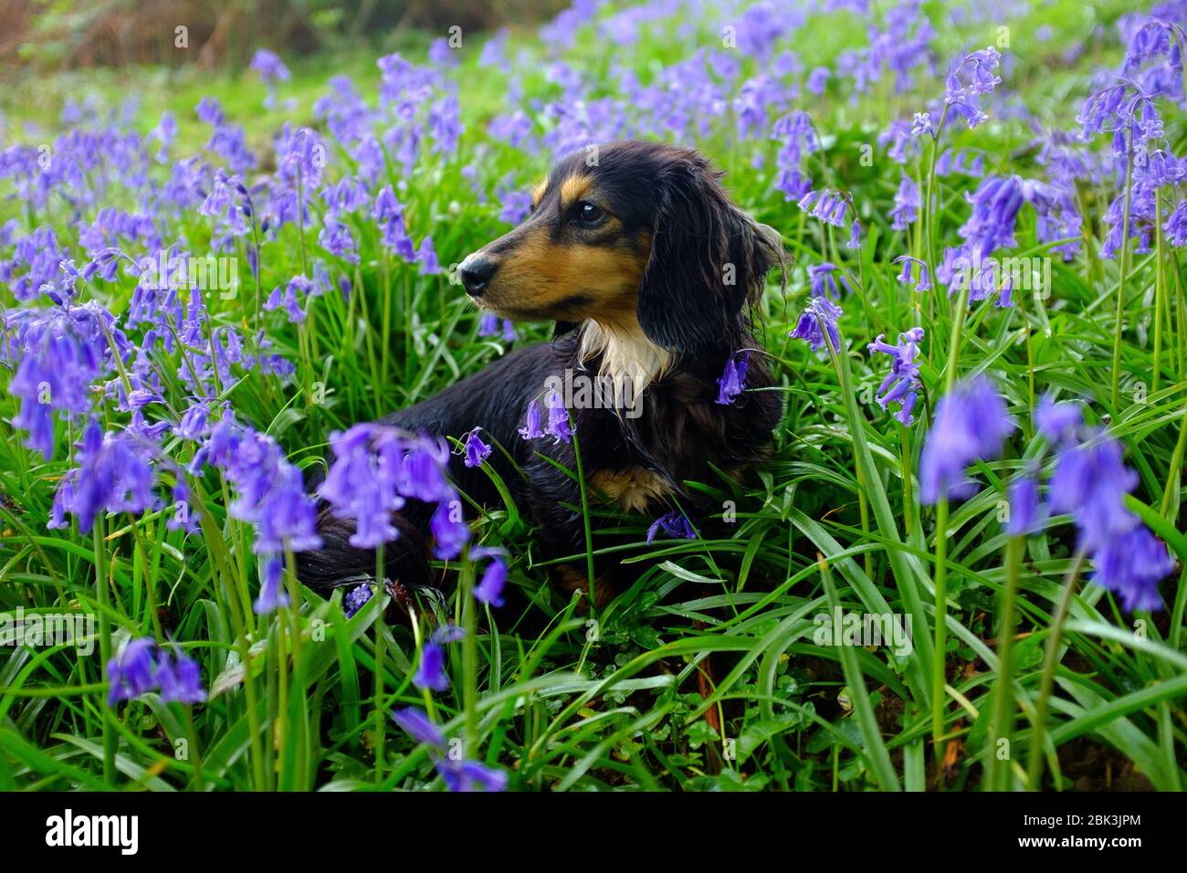 Mini daxi hi-res stock photography and images - Alamy