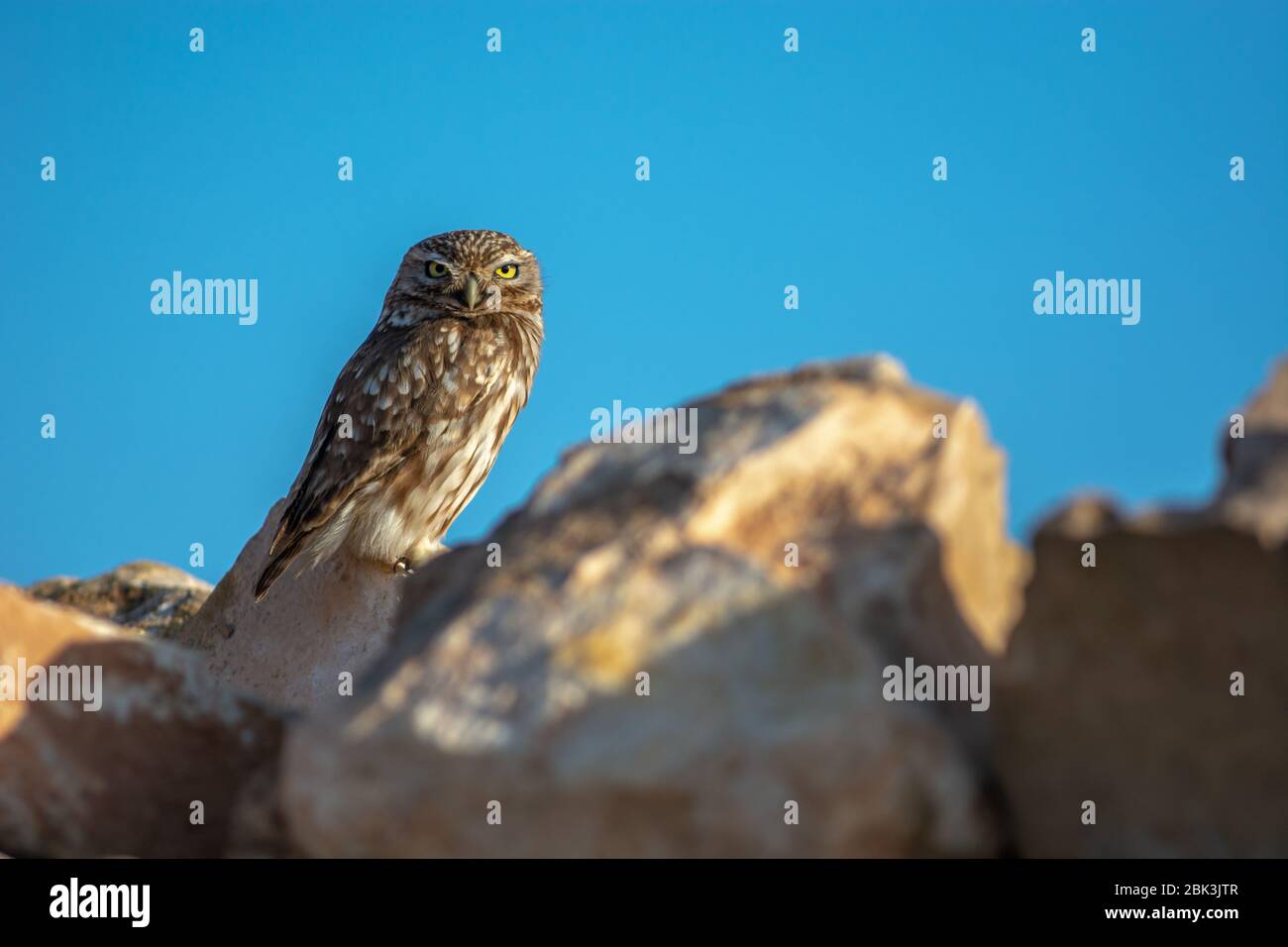 Little owl in the rocks in Morocco Stock Photo - Alamy
