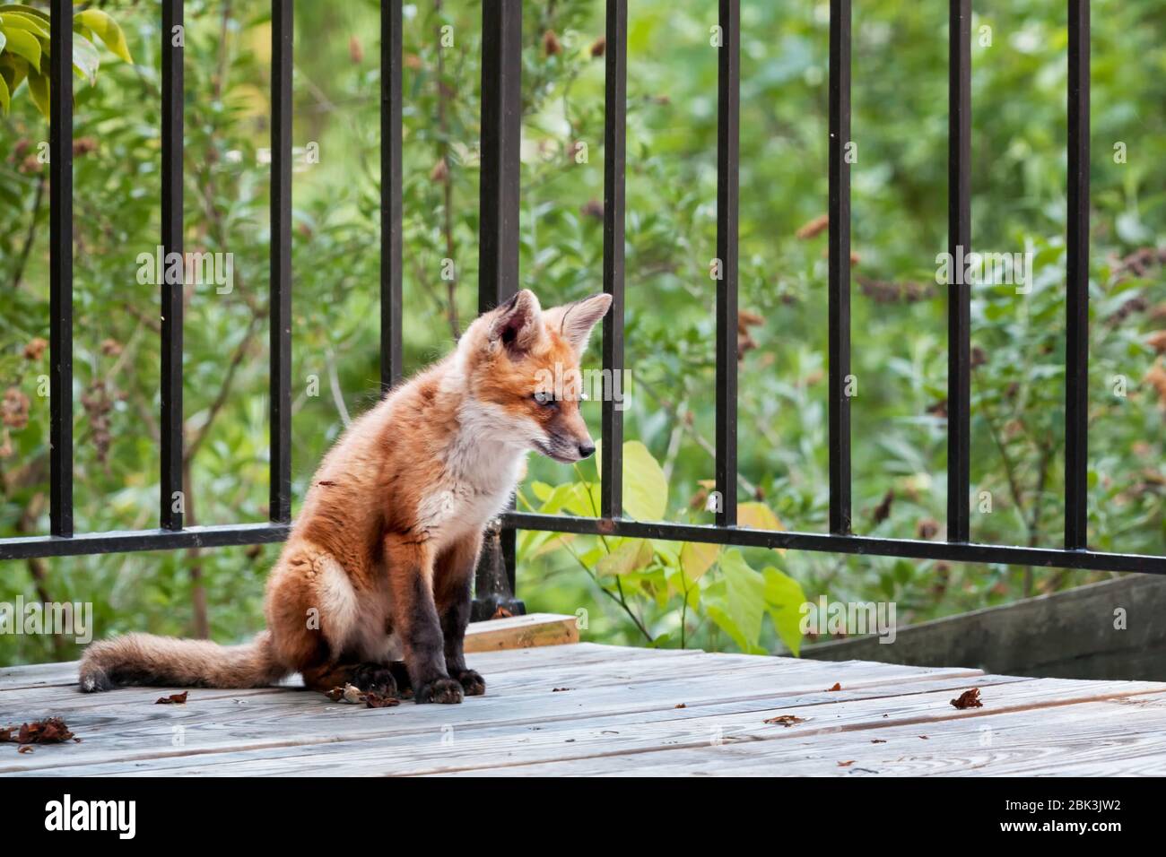 Fox pounce hi-res stock photography and images - Alamy