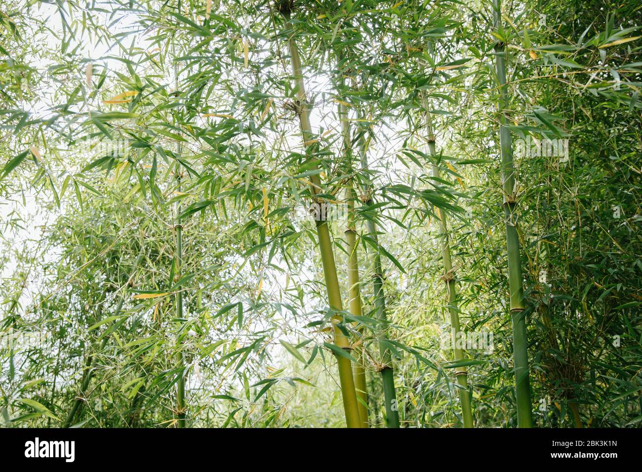 Bamboo forest in Rwanda, Africa Stock Photo - Alamy