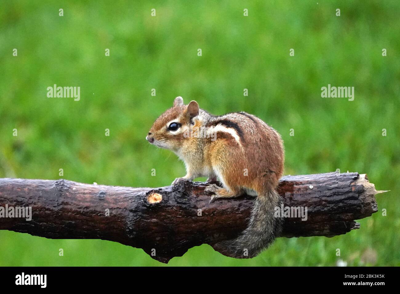 Chipmunk nest hi-res stock photography and images - Alamy