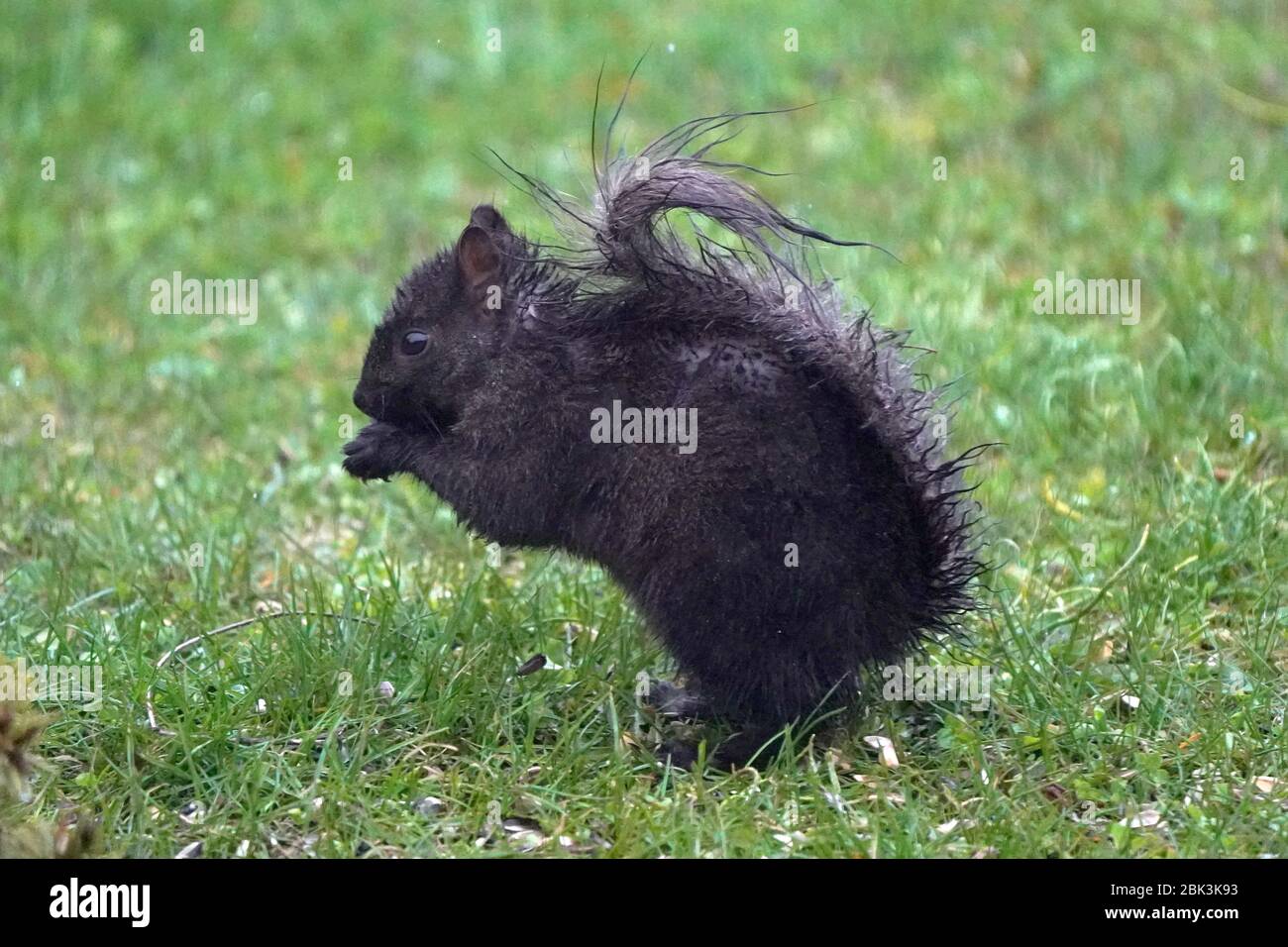 Drowned rat hi-res stock photography and images - Alamy