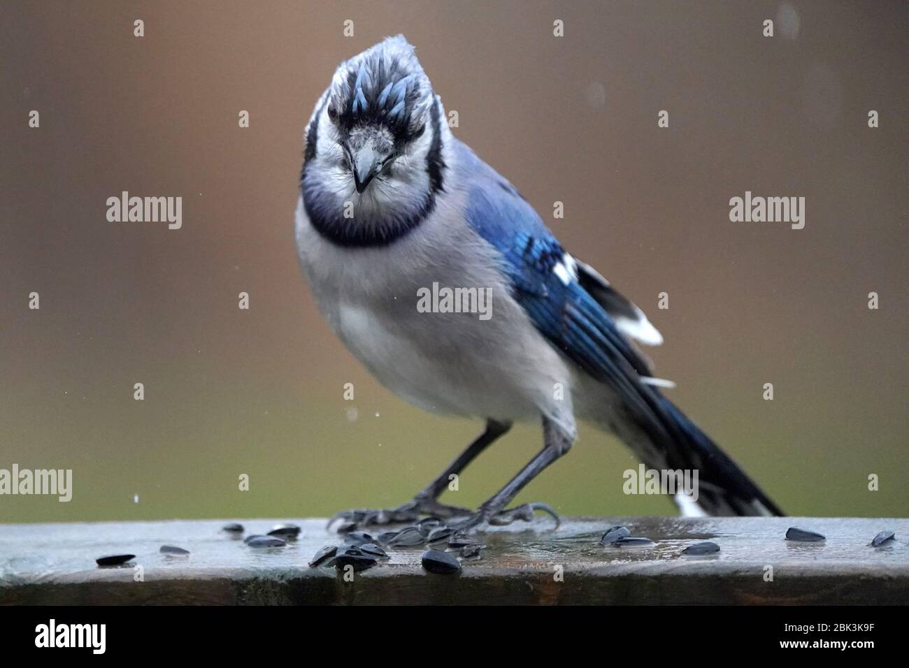 Mating songs hi-res stock photography and images - Alamy