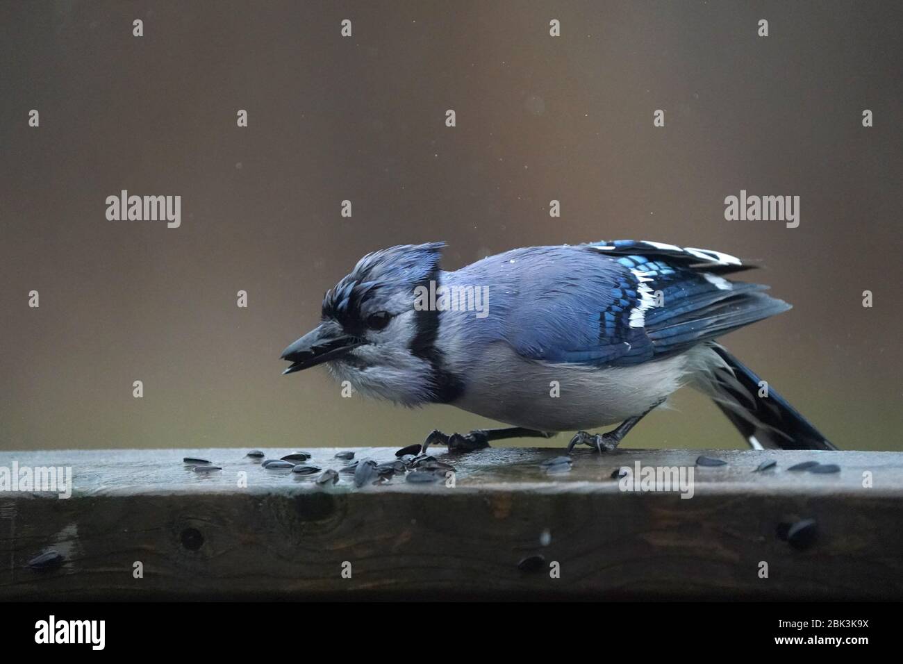 Blue shades on back and neck hi-res stock photography and images - Alamy