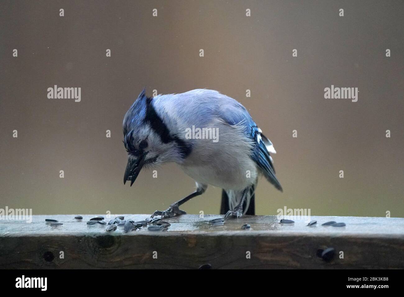 Blue head back tail and wings hi-res stock photography and images - Alamy