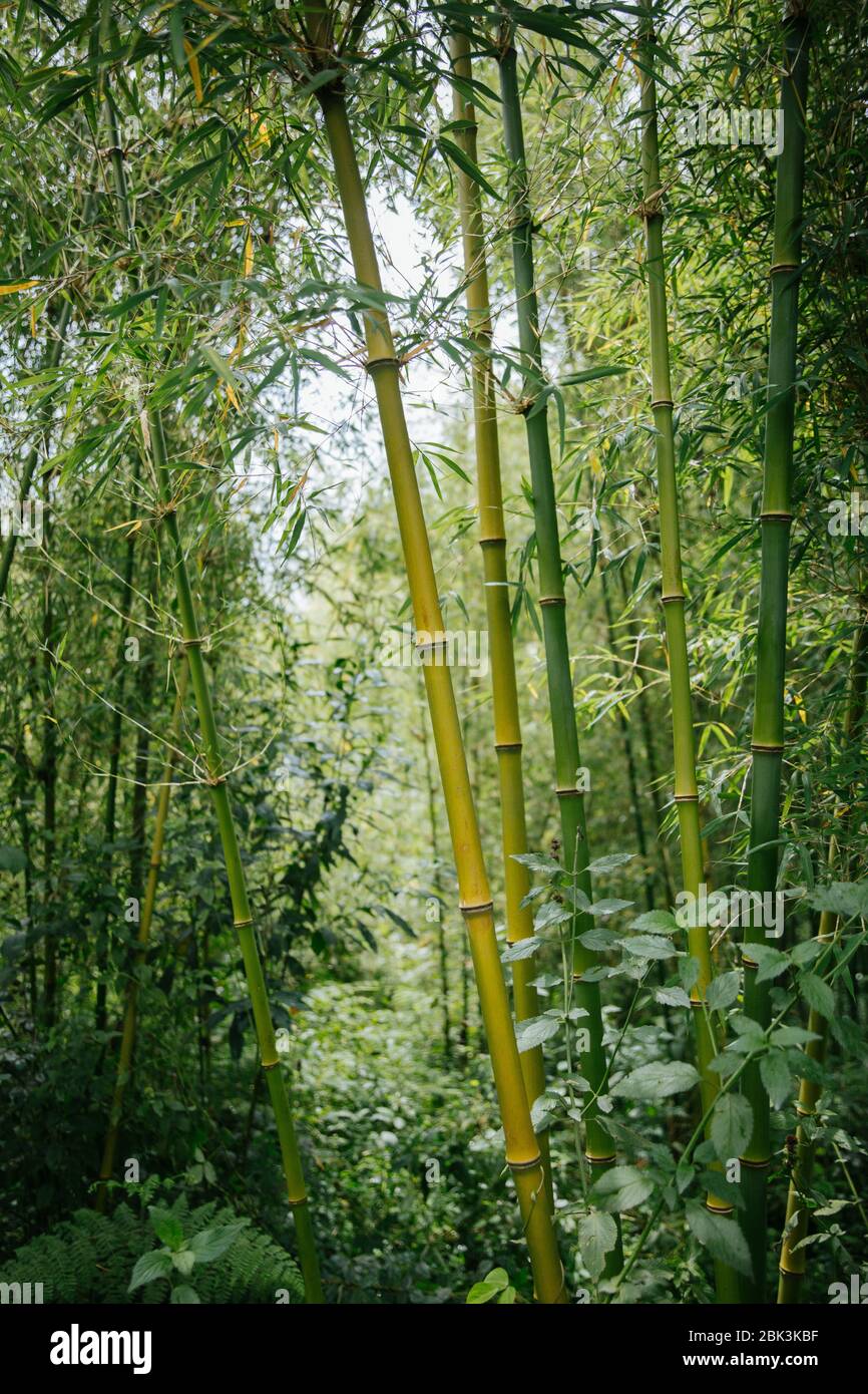 Bamboo forest in Rwanda, Africa Stock Photo - Alamy