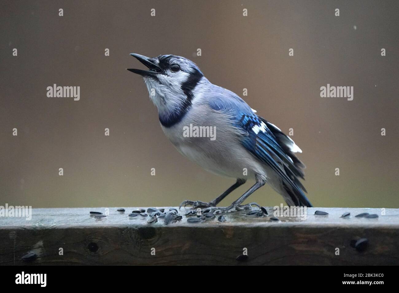 Blue shades on back and neck hi-res stock photography and images - Alamy