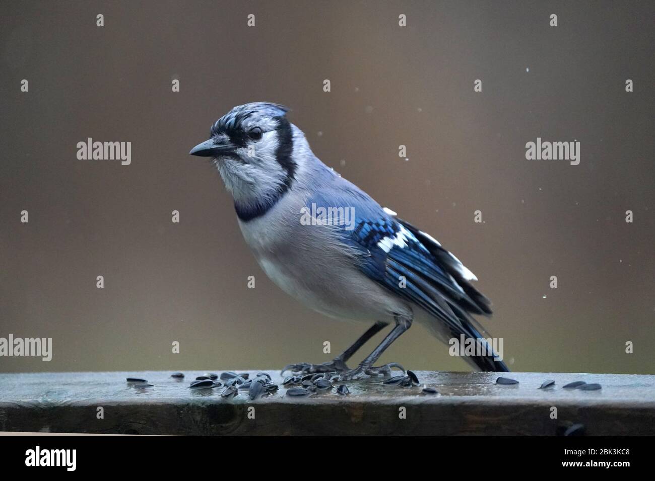 Blue shades on back and neck hi-res stock photography and images - Alamy