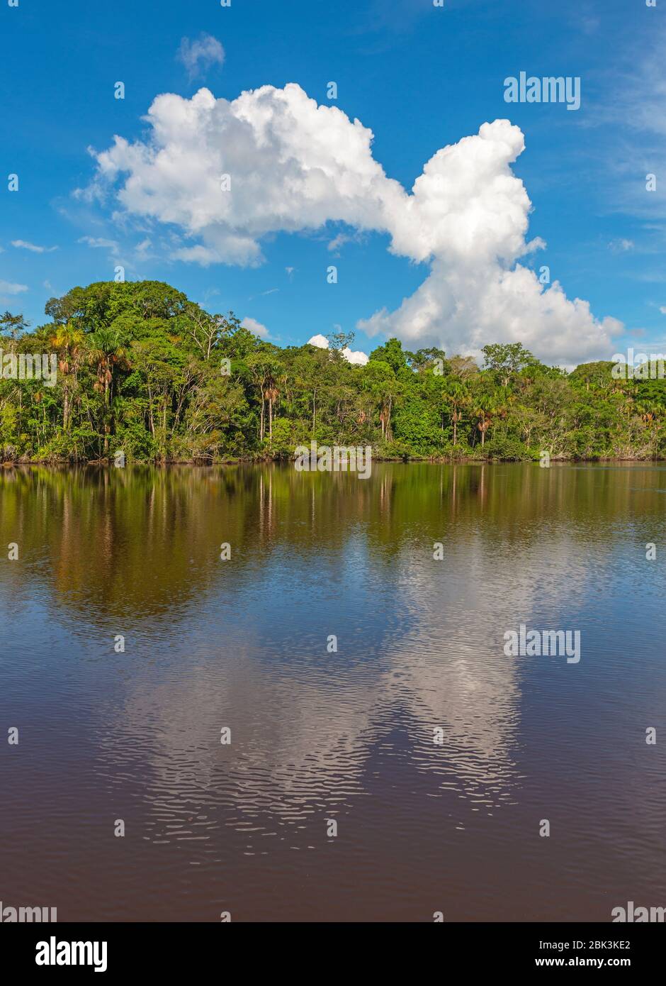Vertical landscape of the Amazon Rainforest, Yasuni national park ...