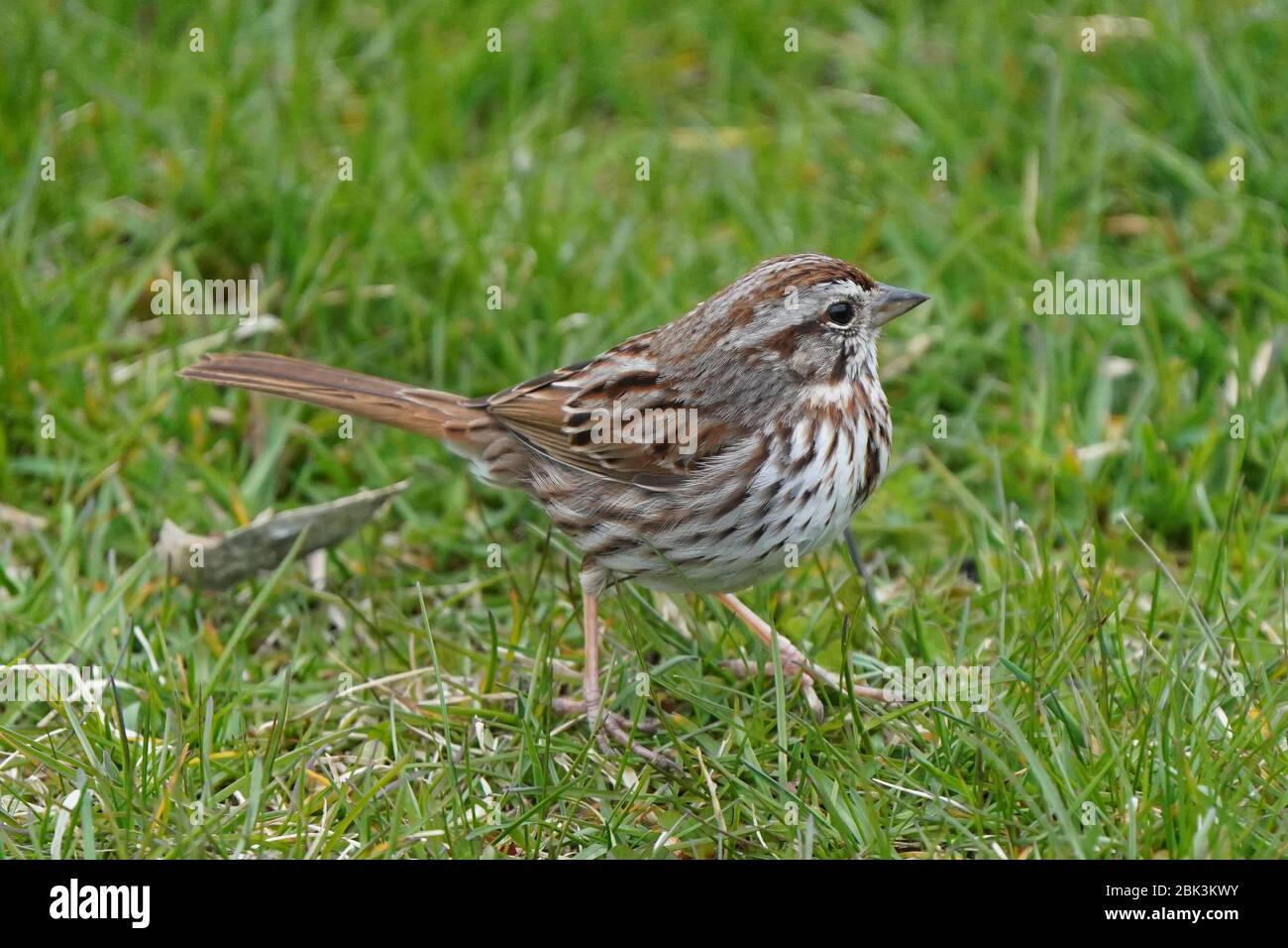 Black neck sparrow hi-res stock photography and images - Alamy