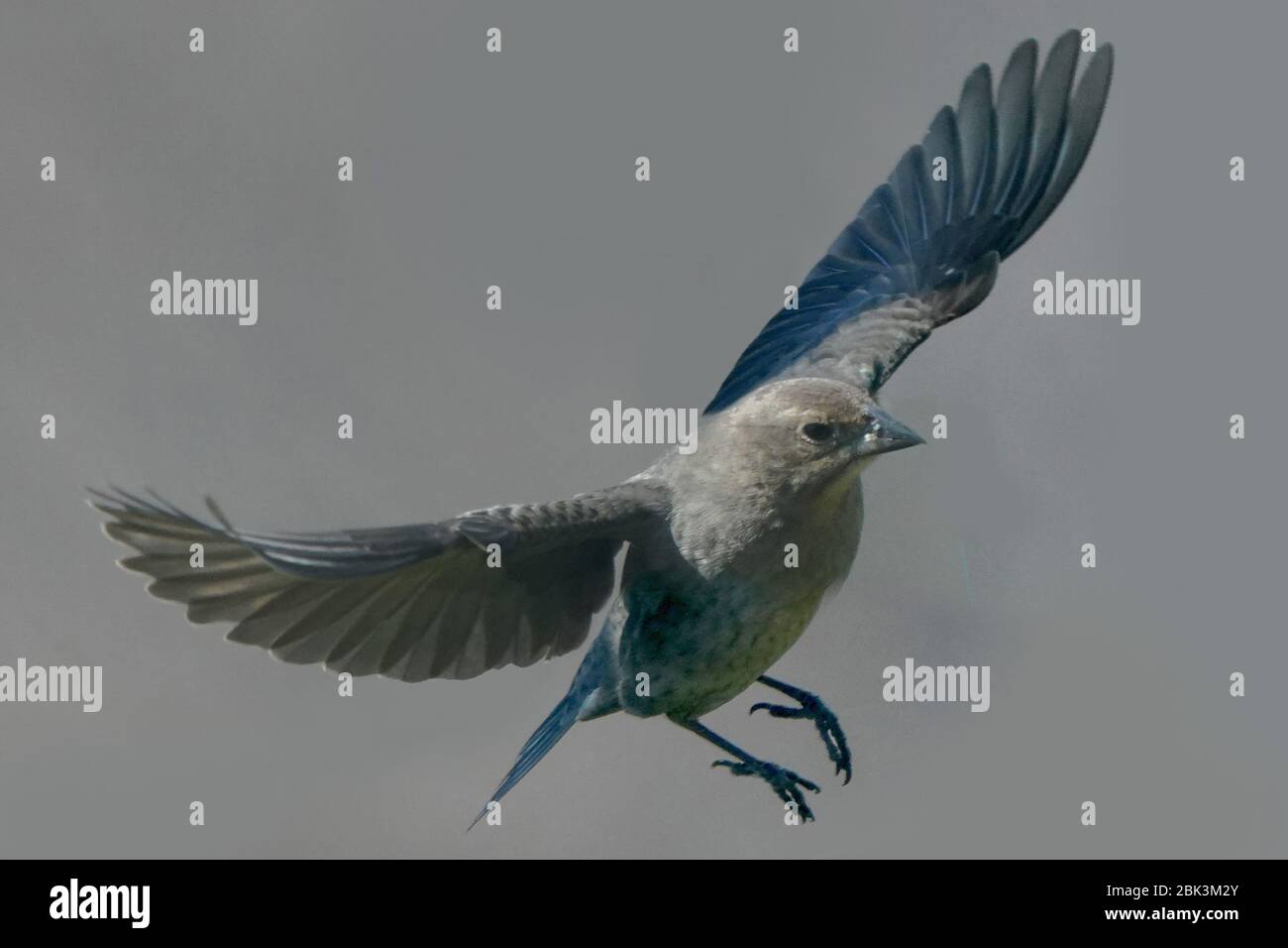 Female Cowbird in flight Stock Photo - Alamy