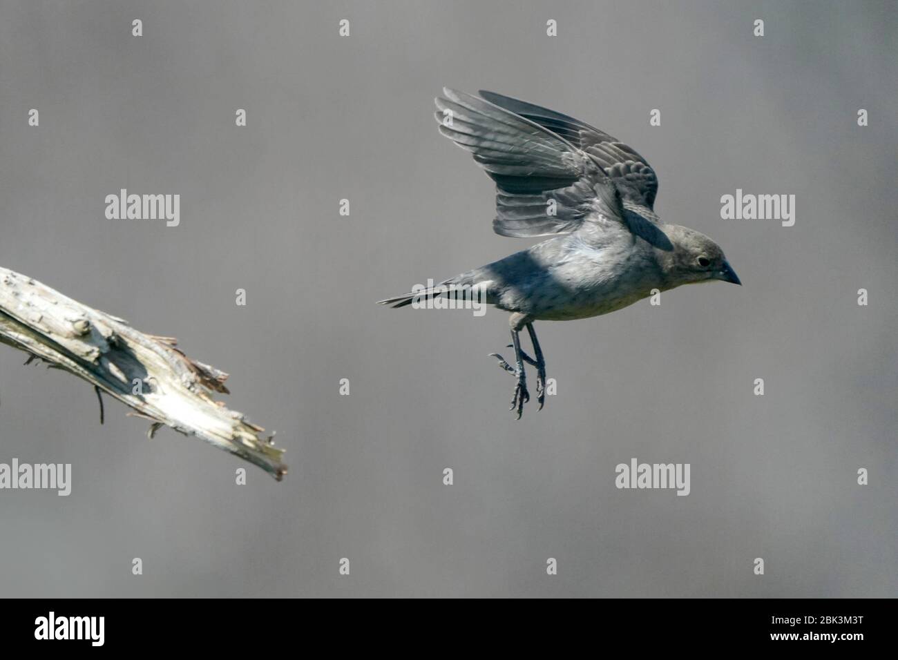 Female Cowbird in flight Stock Photo - Alamy