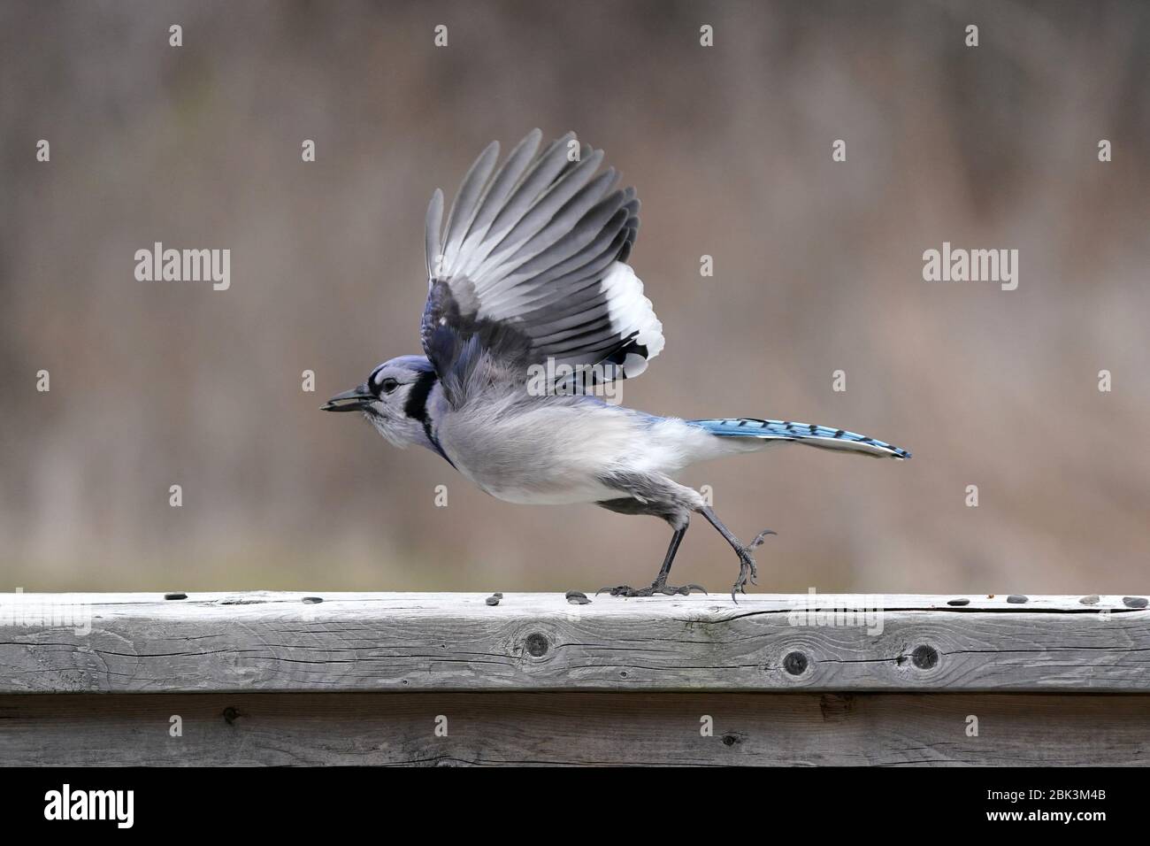 Mating songs hi-res stock photography and images - Alamy